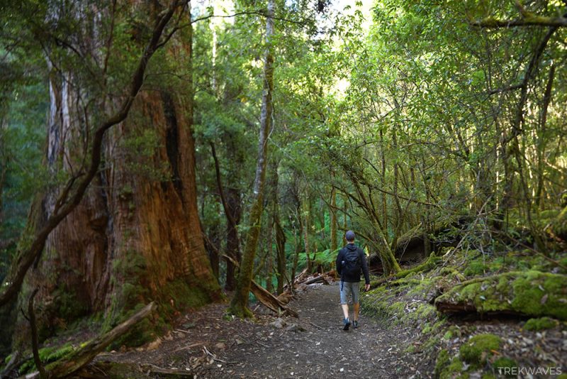Three Falls Circuit Walk | Mt Field National Park - Trek Waves